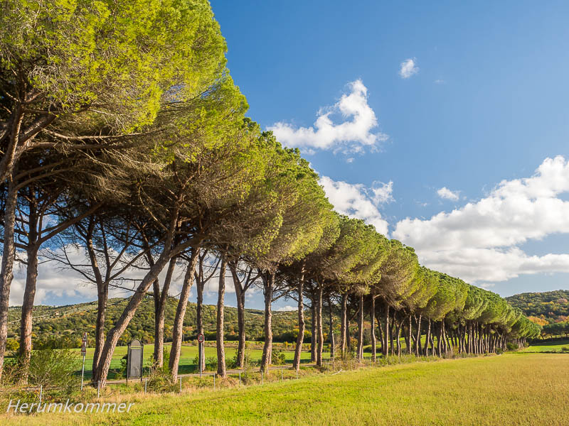 Pinien- und Zypressen-Alleen | Herumkommer und Frau Rumkommer